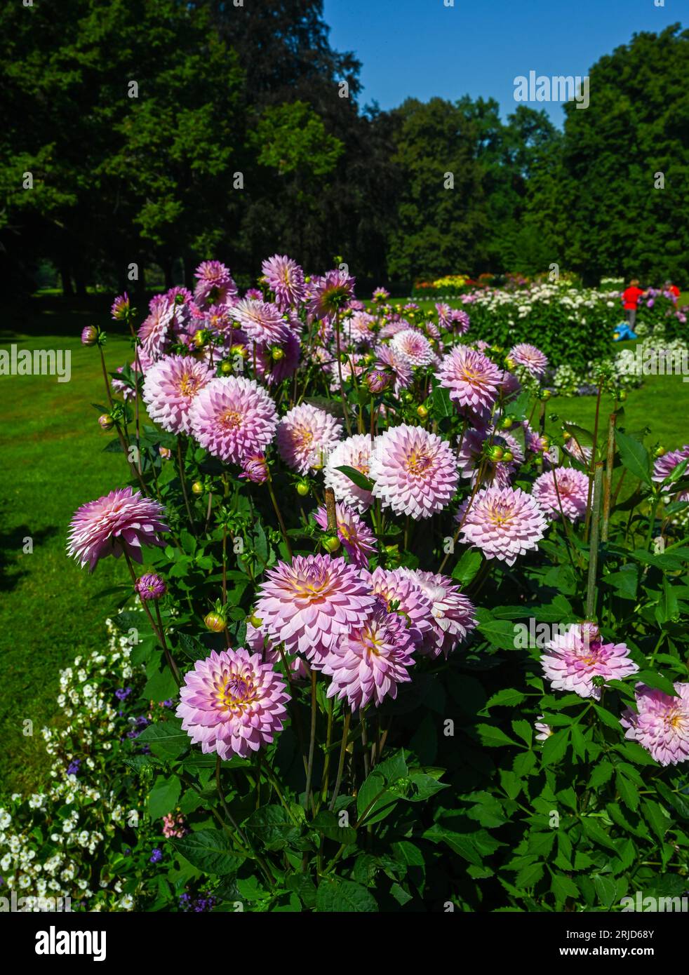 The dahlia (name, Miss delilah) in the dahlia garden Baden Baden near ...