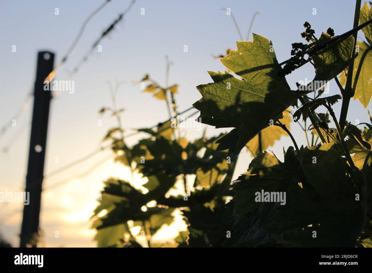 Grape vine pole hi-res stock photography and images - Alamy