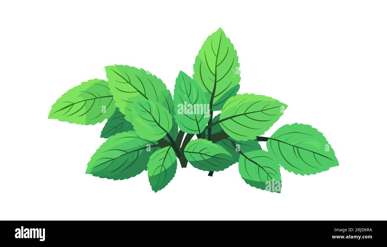 Mint in a flat design on a white background. Vector illustration Stock ...