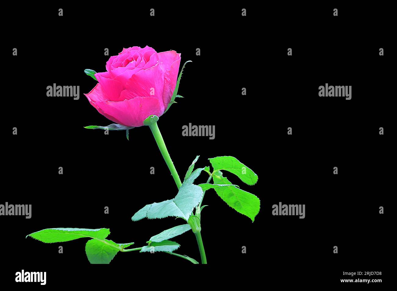 Still life: A single red rose standing vertically, diagonally, against ...