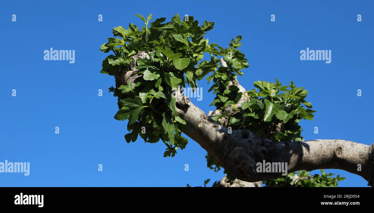 Old fig tree hi-res stock photography and images - Alamy