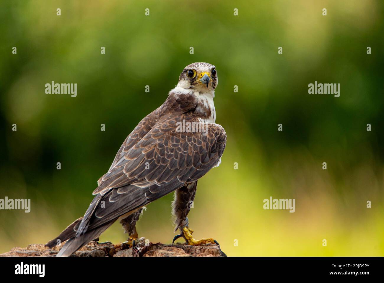a beautiful falcon is sitting on a stump Stock Photo - Alamy