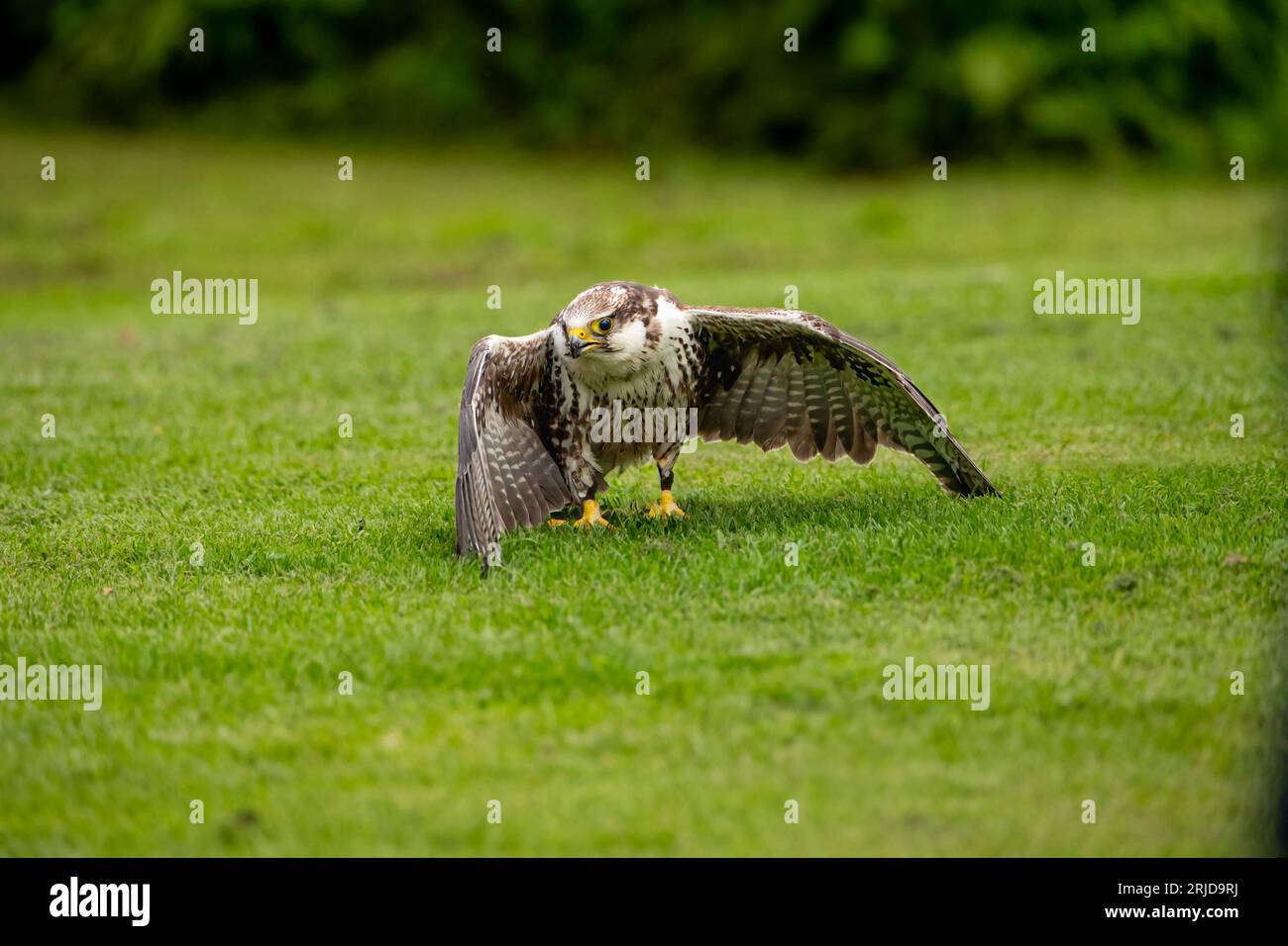 a beautiful falcon is sitting on a stump Stock Photo - Alamy