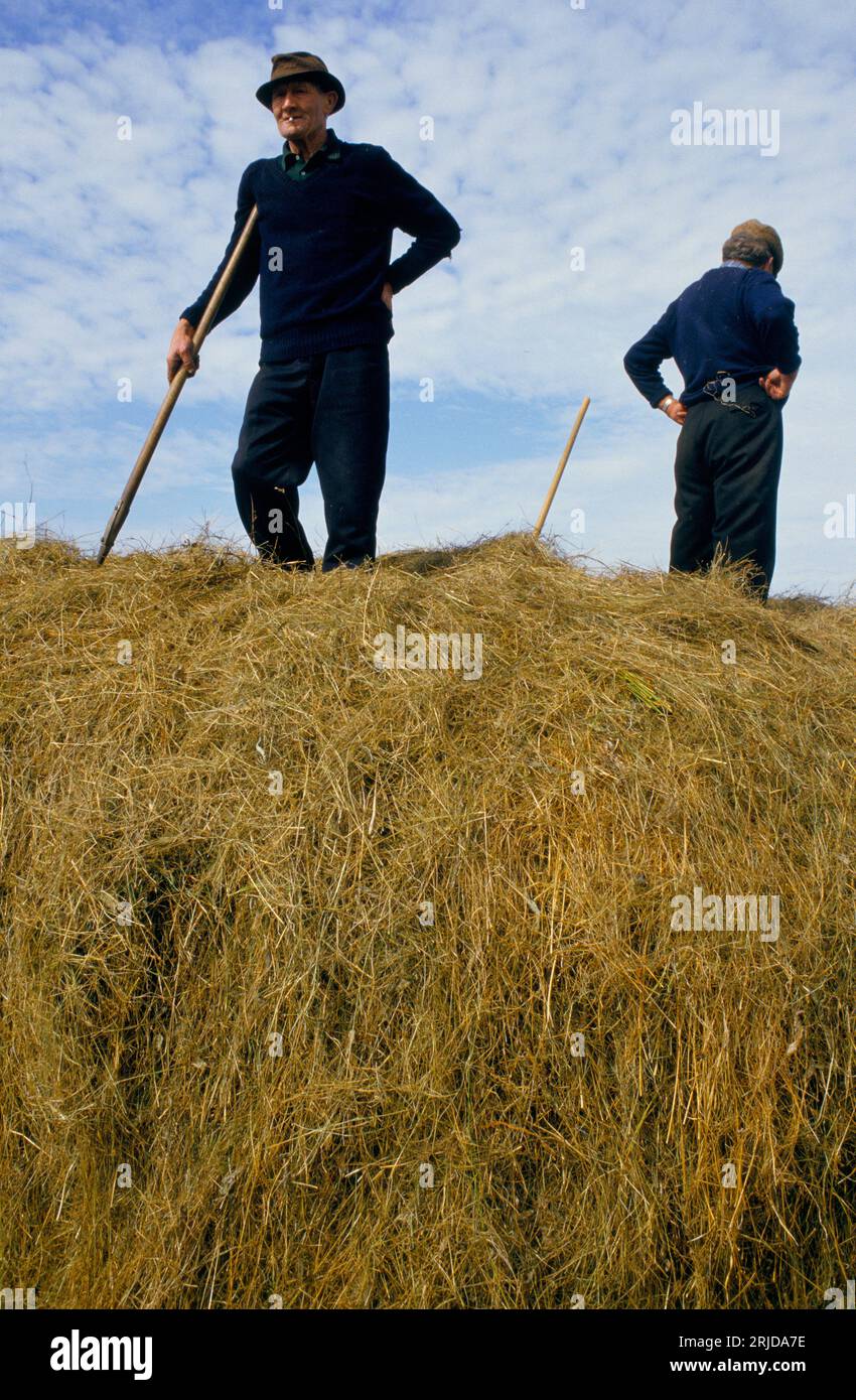 Farming rural west coast of southern Ireland 1970s. Two farmers building a haystack.Southern ...