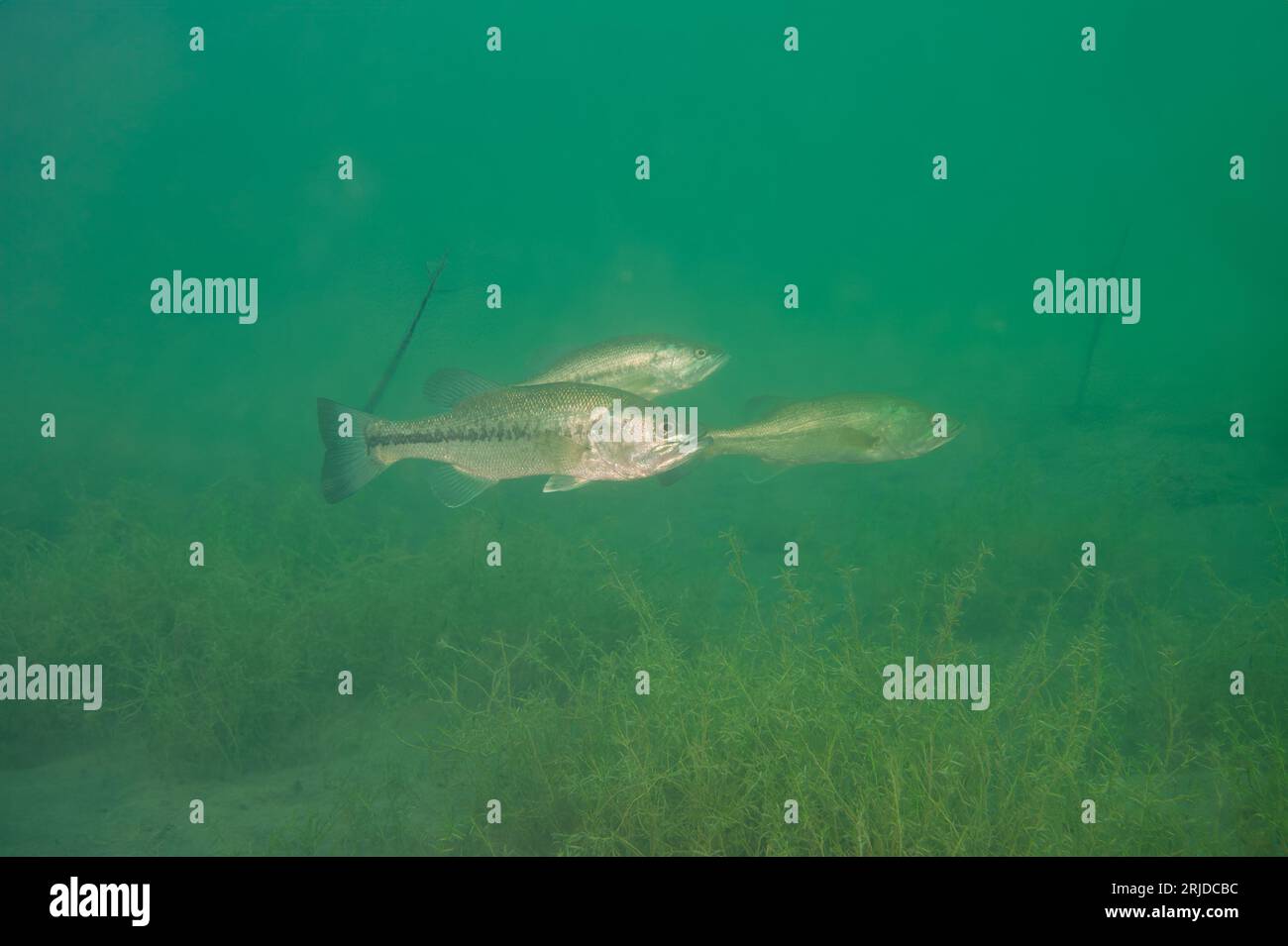 Multiple largemouth bass Micropterus salmoides swimming in an inland ...