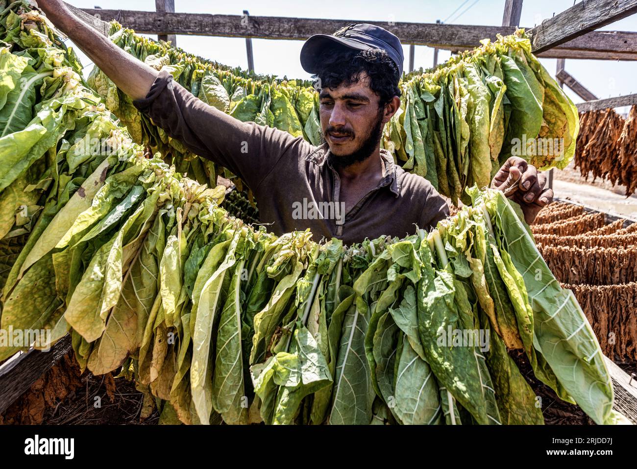 Al jalamah hi-res stock photography and images - Alamy