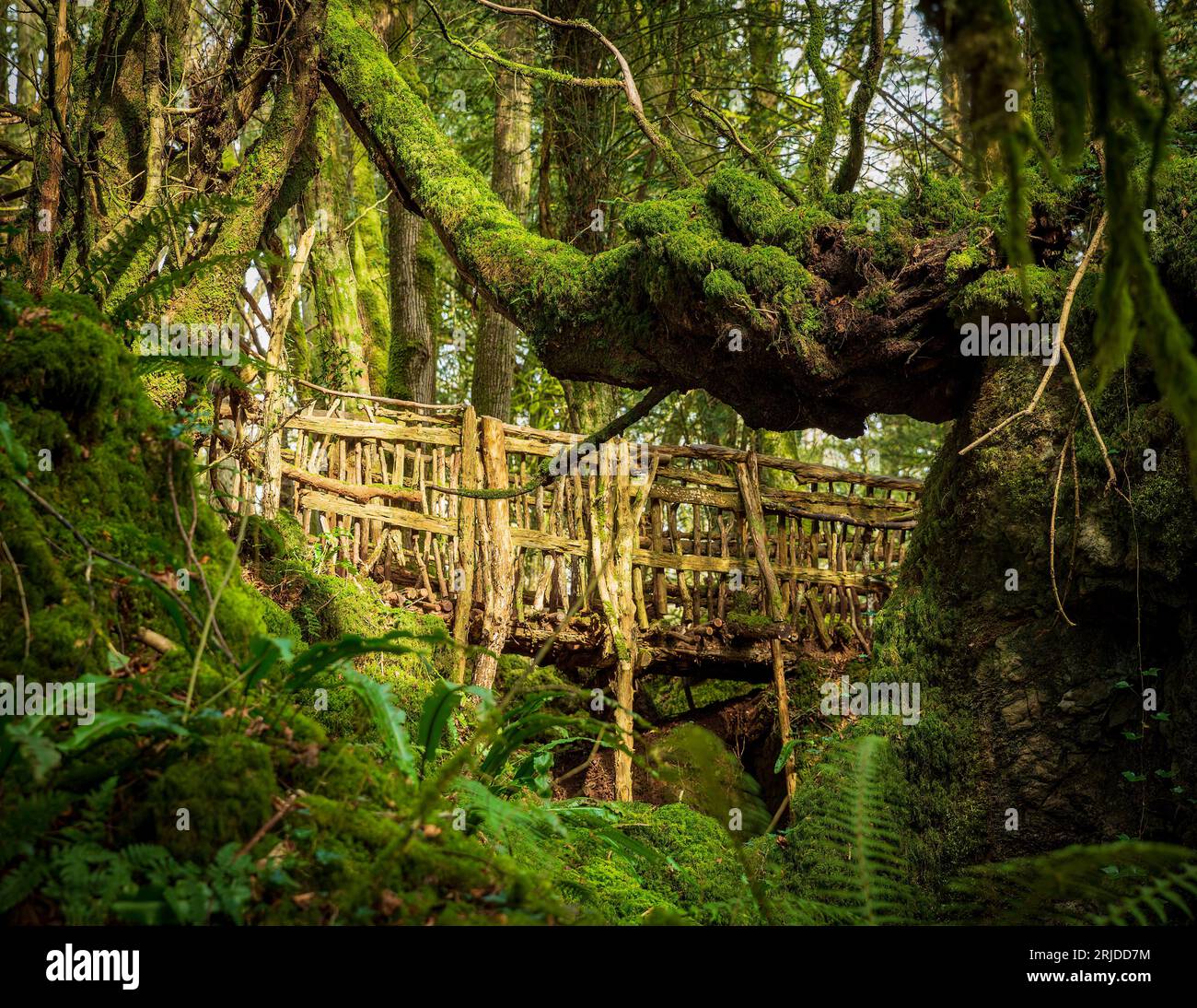 Tree bridge in Puzzlewood, an overgrown ancient mine now a pupular film ...