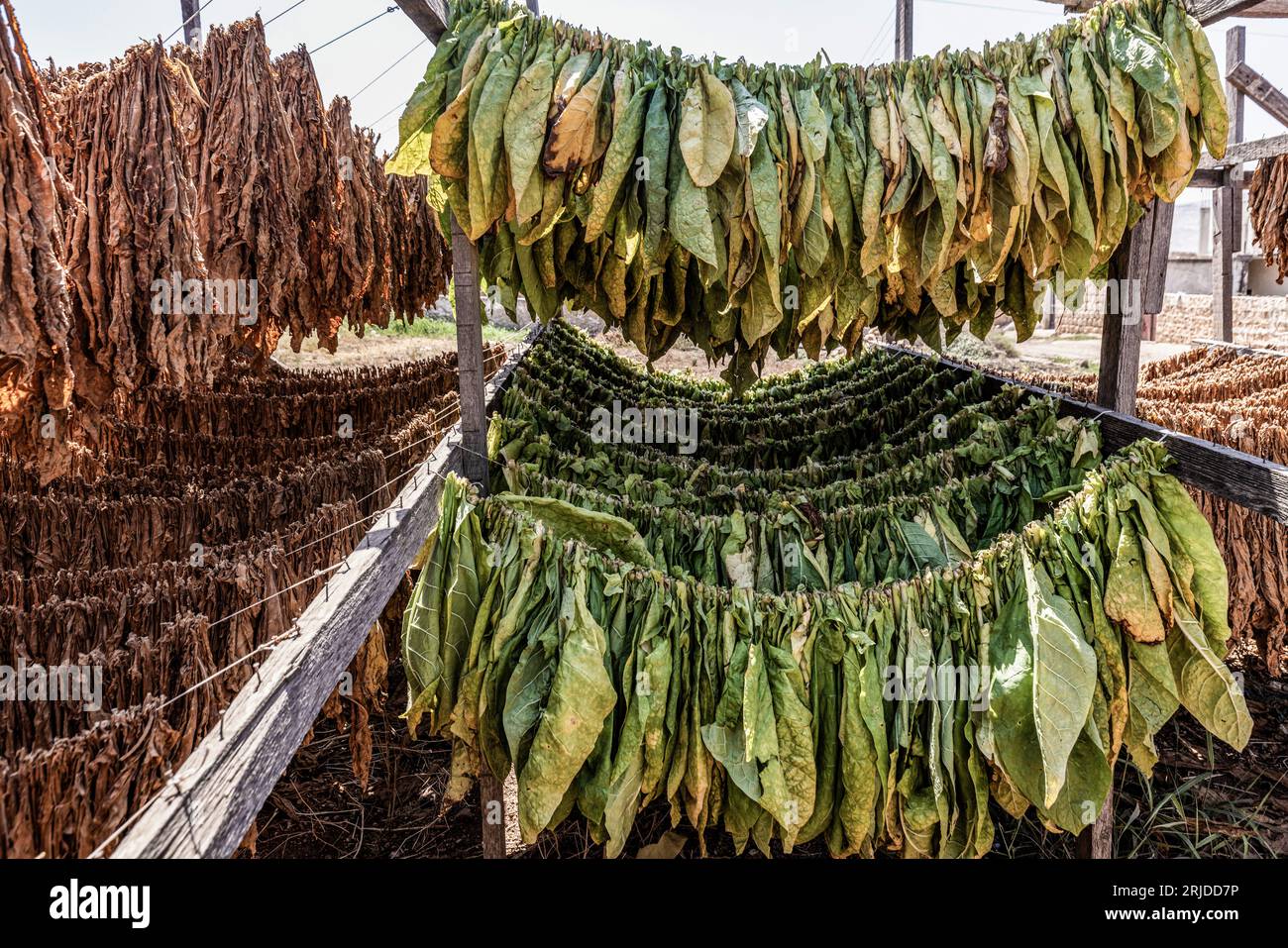 Aleppo, Syria. 21st Aug, 2023. Tobacco leaves hang in rows at a ...