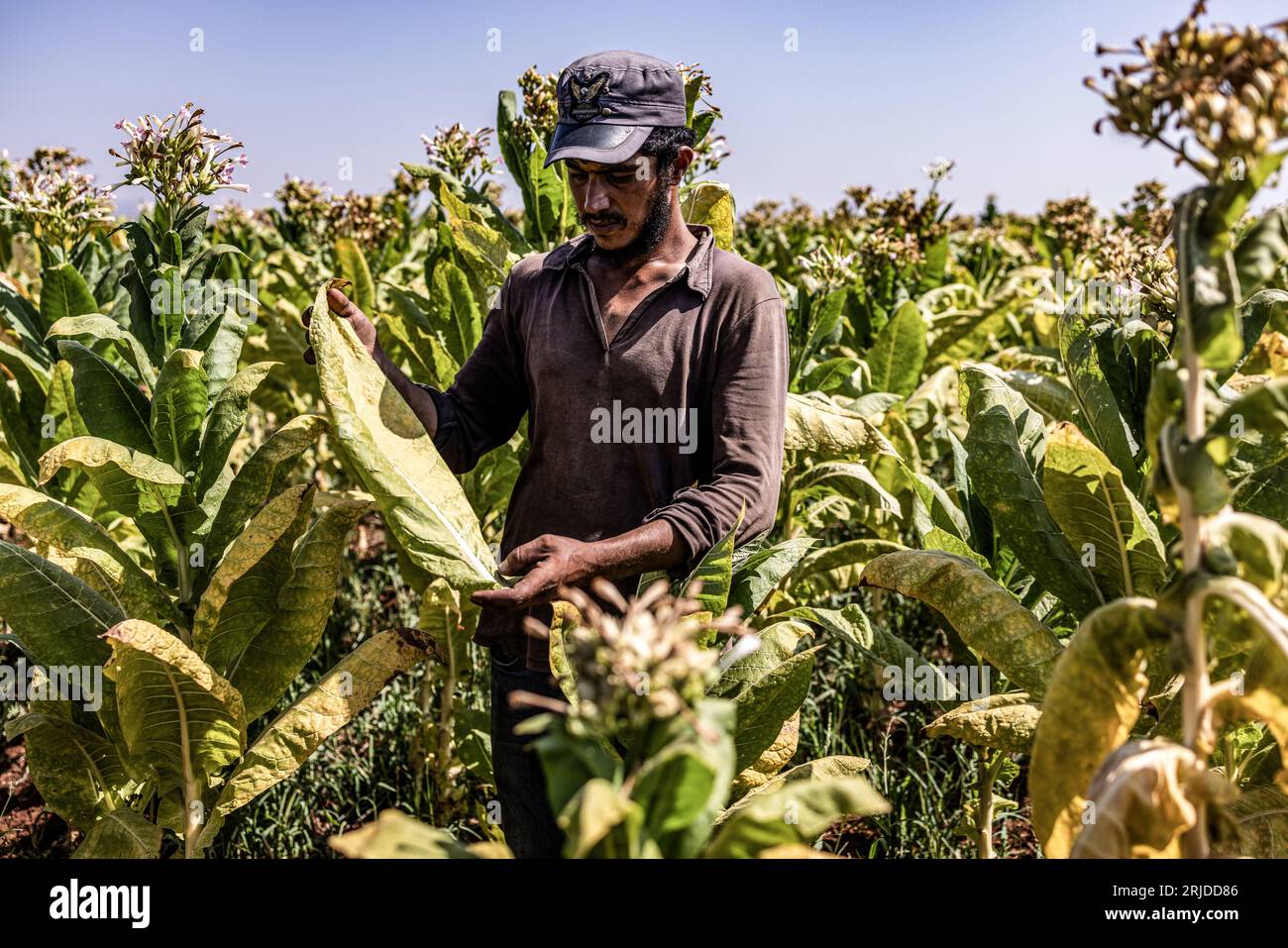 Al jalamah hi-res stock photography and images - Alamy