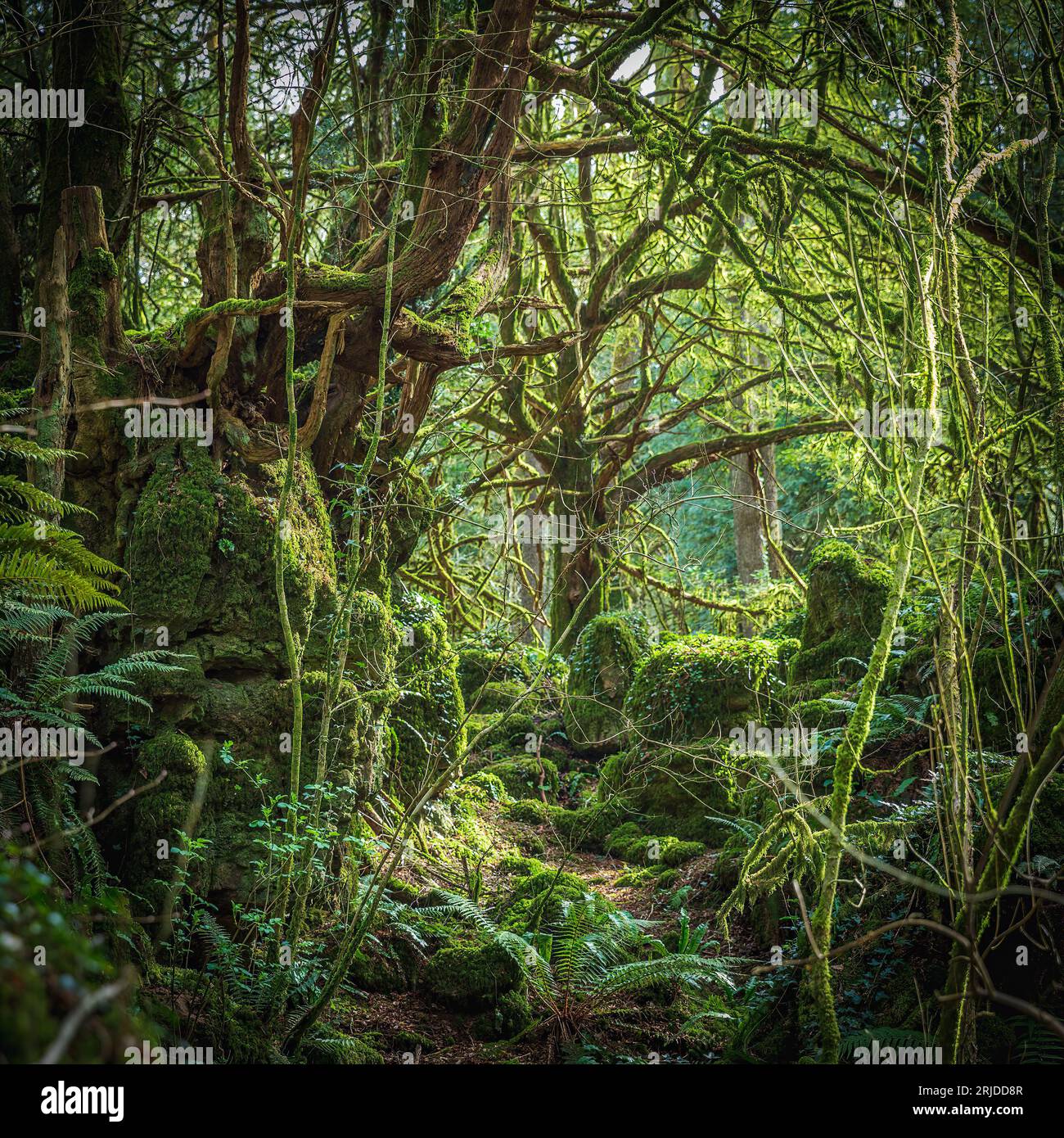 Ancient woodlands on the edge of the Forest of Dean on the England ...