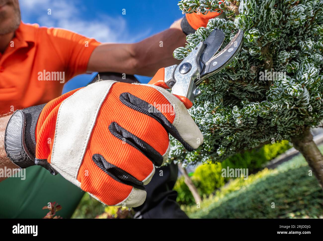 Professional Gardener Pruning Garden Trees Using Pro Garden Tools ...
