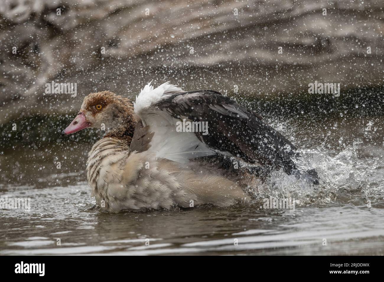 Egyptian goose having a great fun splashing time Stock Photo - Alamy