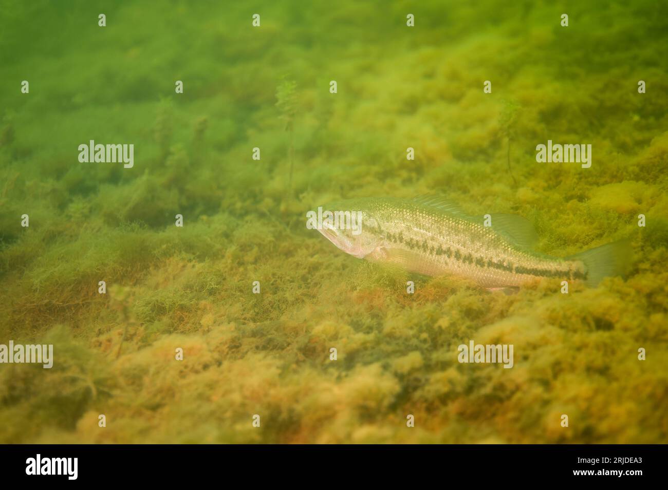 Largemouth bass Micropterus salmoides resting sleeping in a freshwater ...