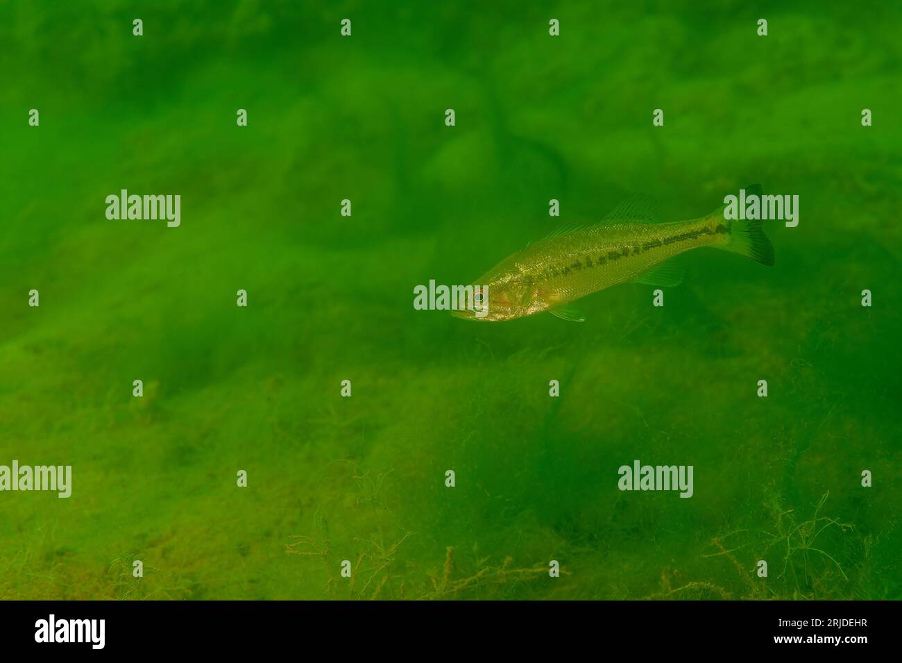 Largemouth bass swimming in a Michigan inland lake Stock Photo - Alamy