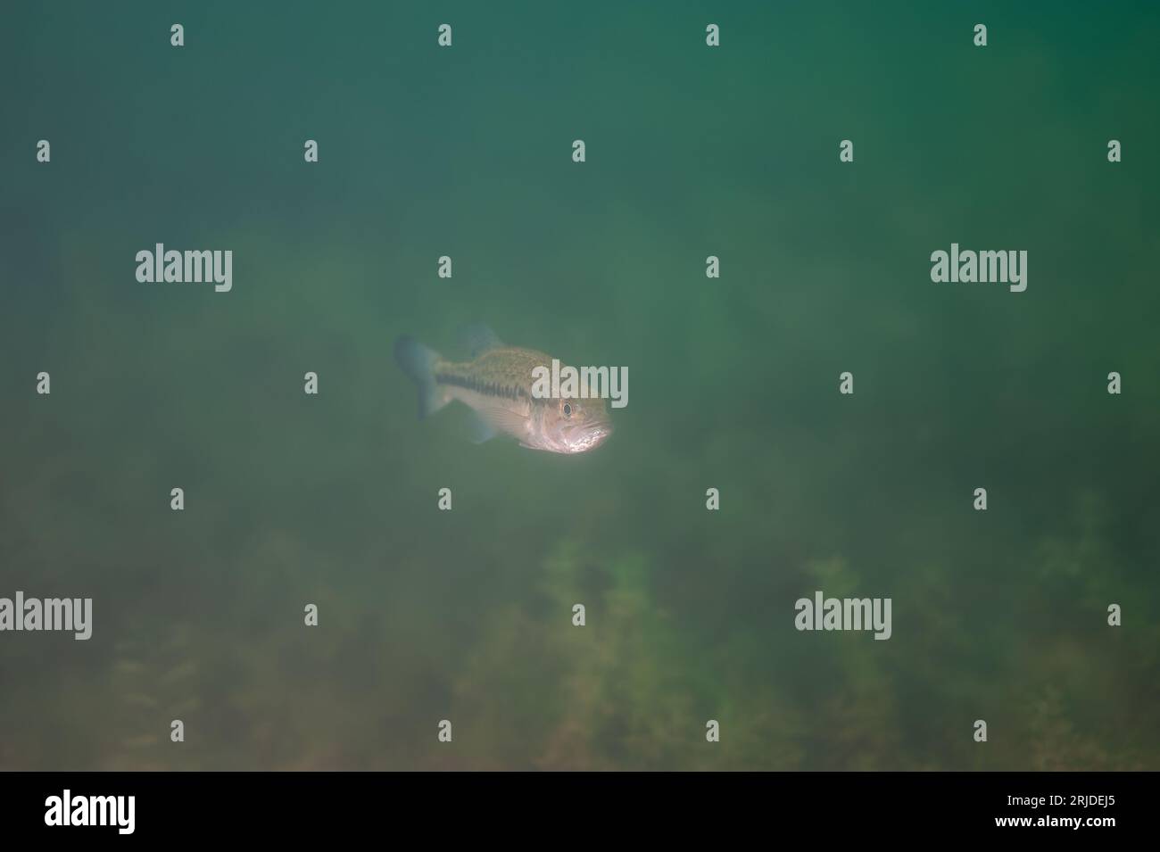 Largemouth bass swimming in a Michigan inland lake Stock Photo - Alamy