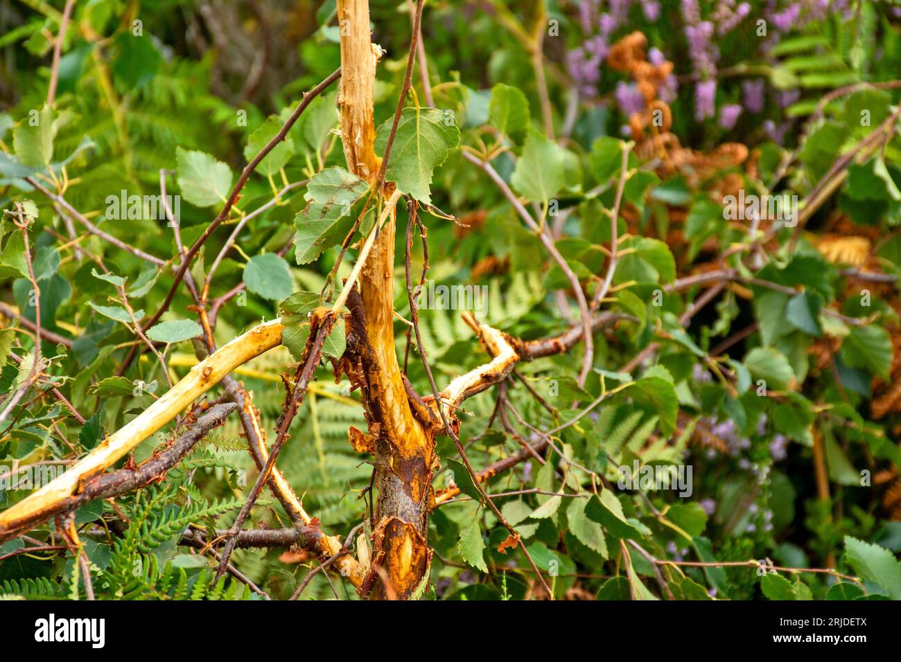 Loch Muick Ballater Balmoral Estate Scotland deer damage bark stripped ...