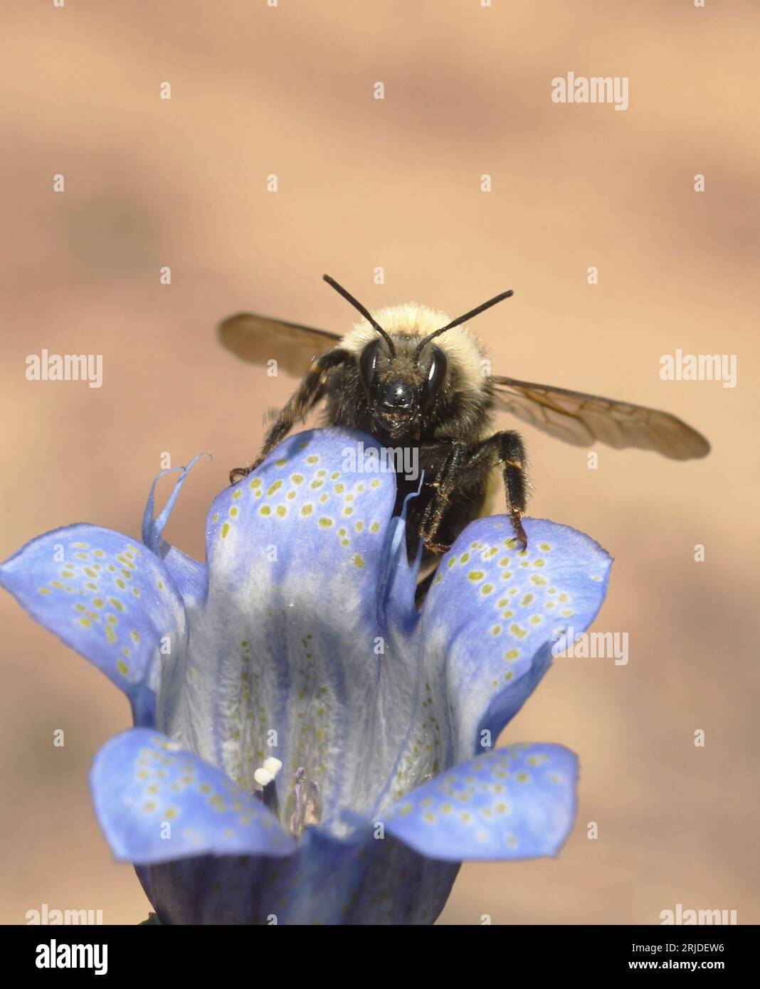 Pollination white flower hi-res stock photography and images - Alamy