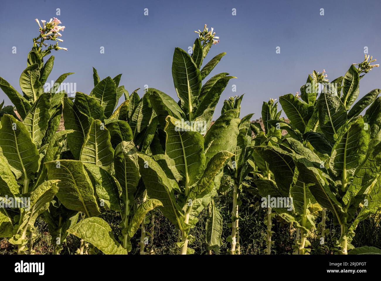 Aleppo, Syria. 21st Aug, 2023. A general view of tobacco plants at a ...