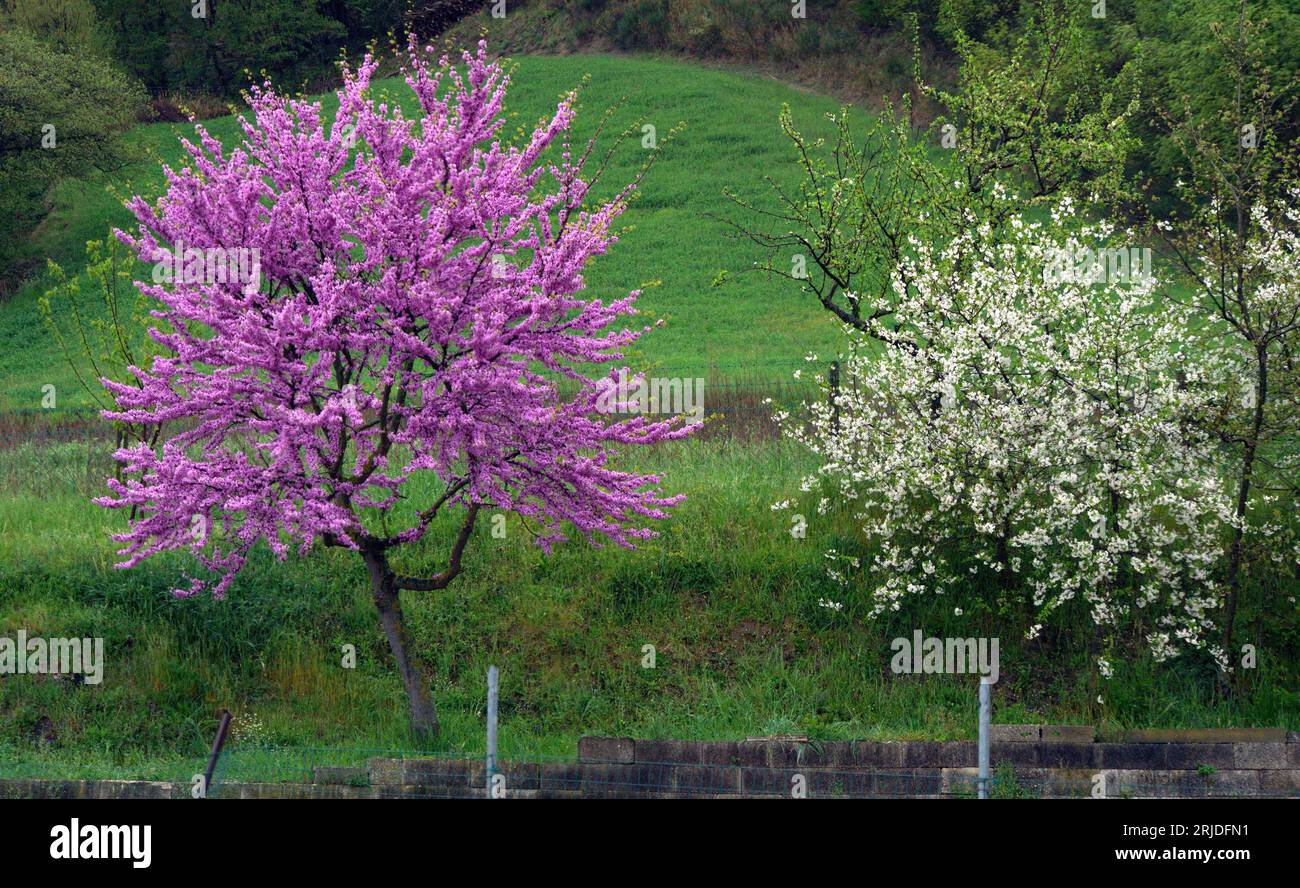 Piante pianta fiore hi-res stock photography and images - Alamy