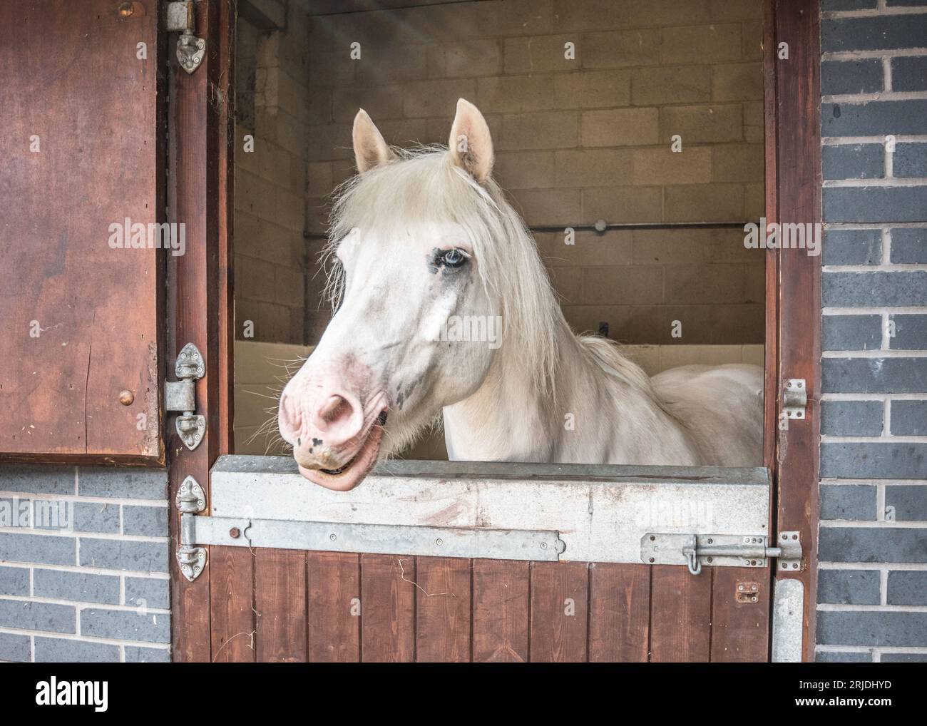 Horse in the stables at the Royal Armouries Museum, 21st August 2023 ...