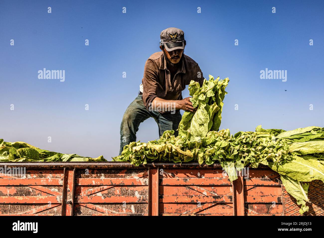 Al jalamah hi-res stock photography and images - Alamy