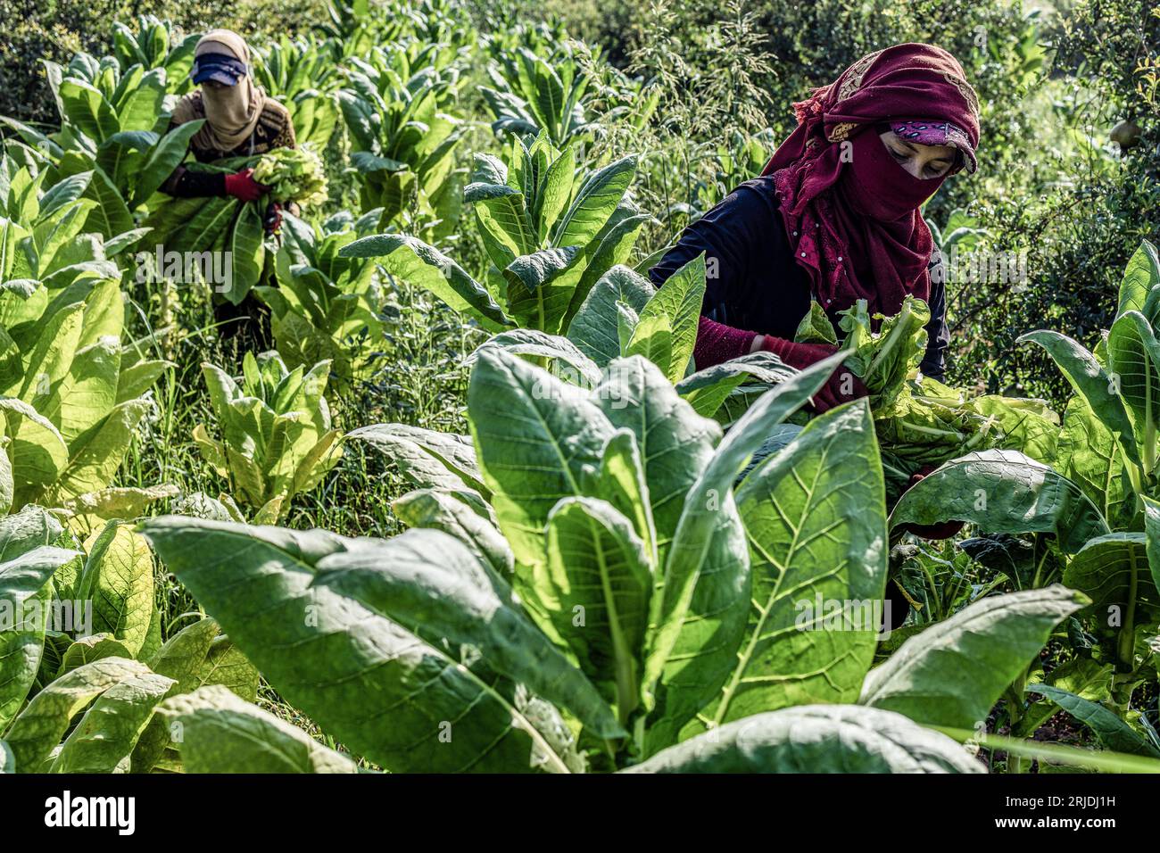 Jalamah hi-res stock photography and images - Alamy