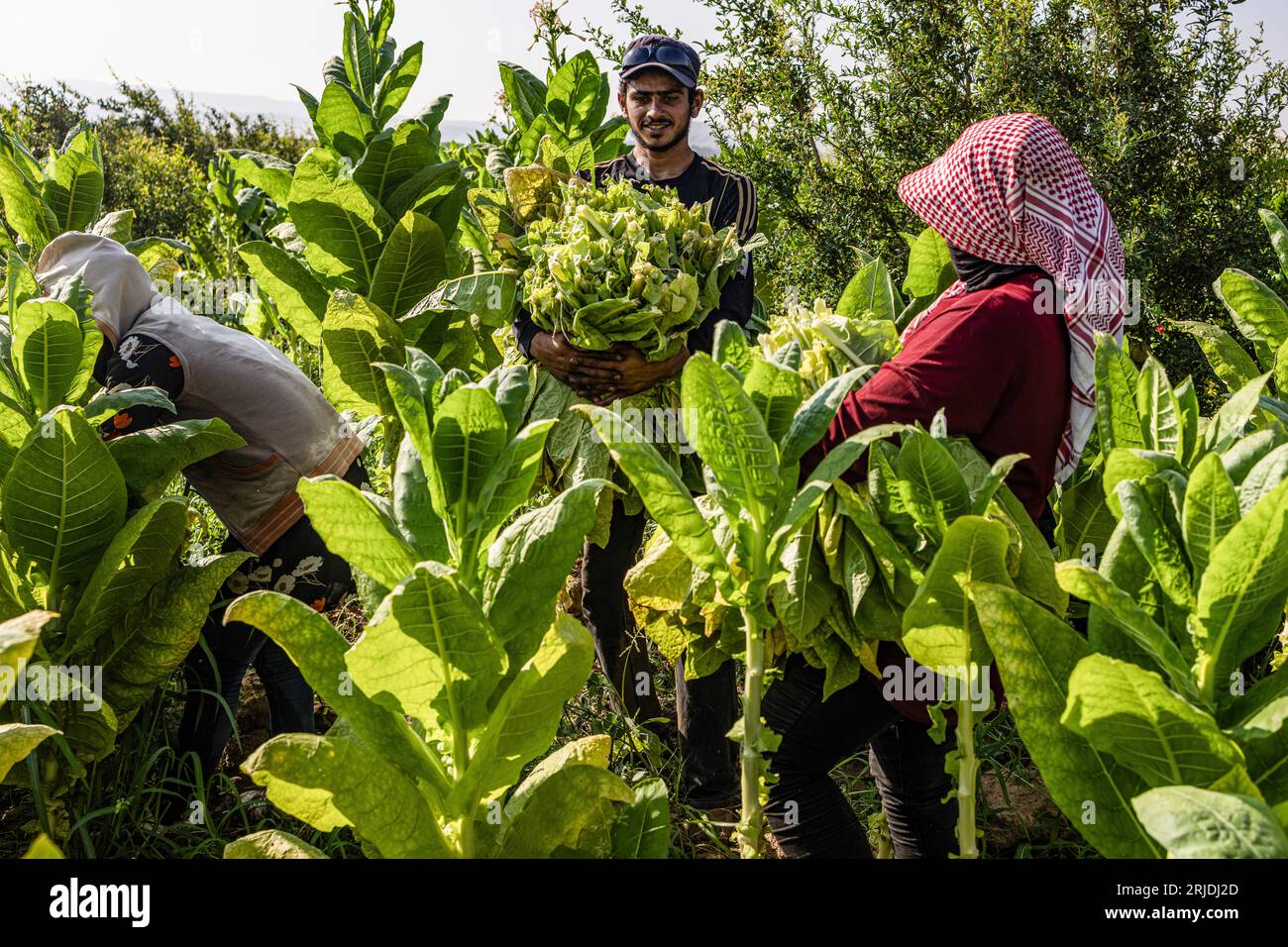Al jalamah hi-res stock photography and images - Alamy