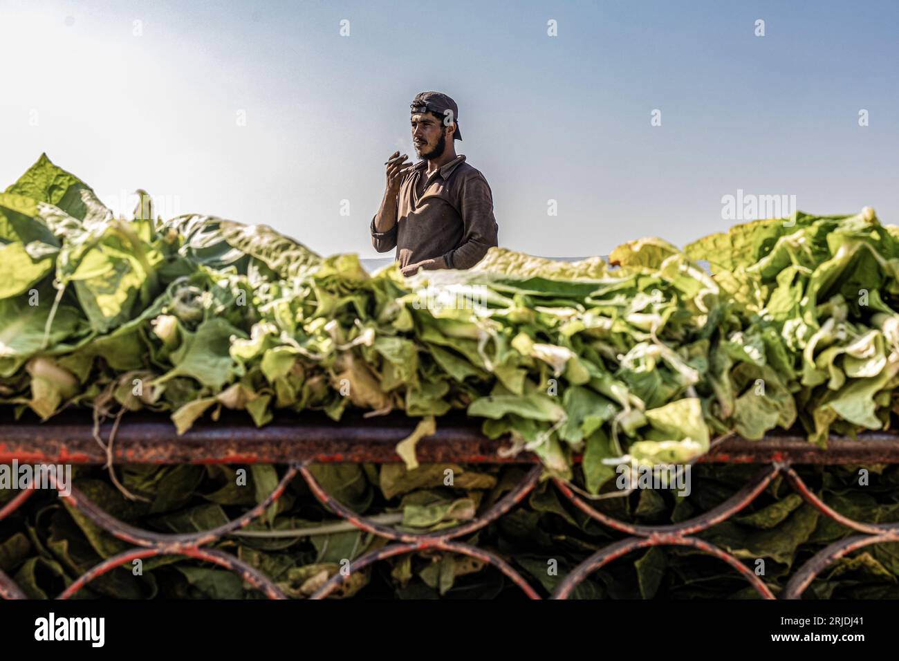 Al jalamah hi-res stock photography and images - Alamy