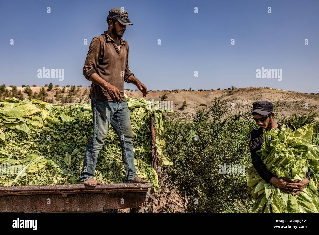 Al jalamah hi-res stock photography and images - Alamy