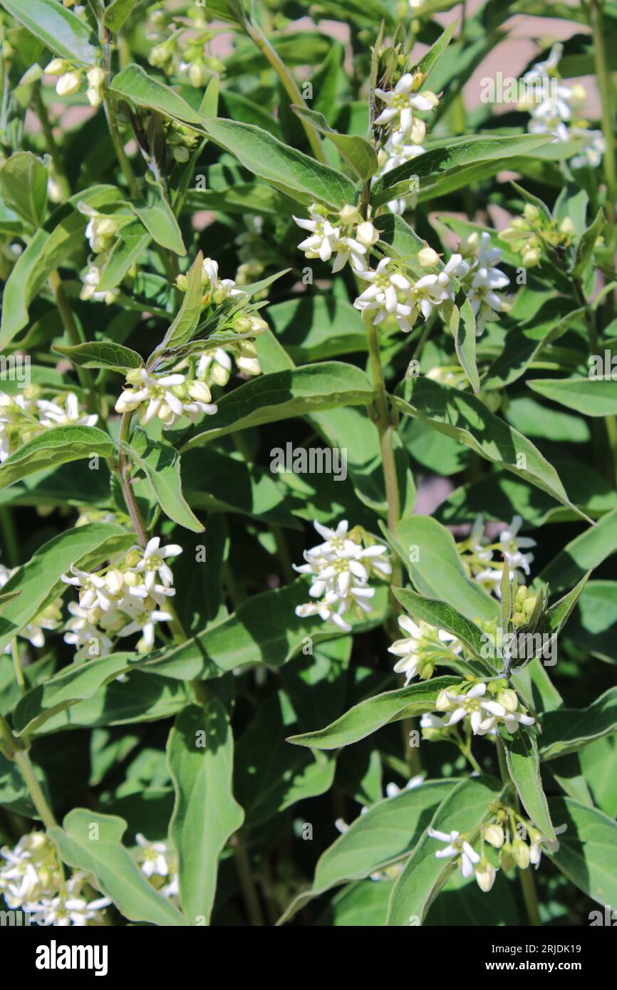 White Swallow-wort(Vincetoxicum hirundinaria Stock Photo - Alamy