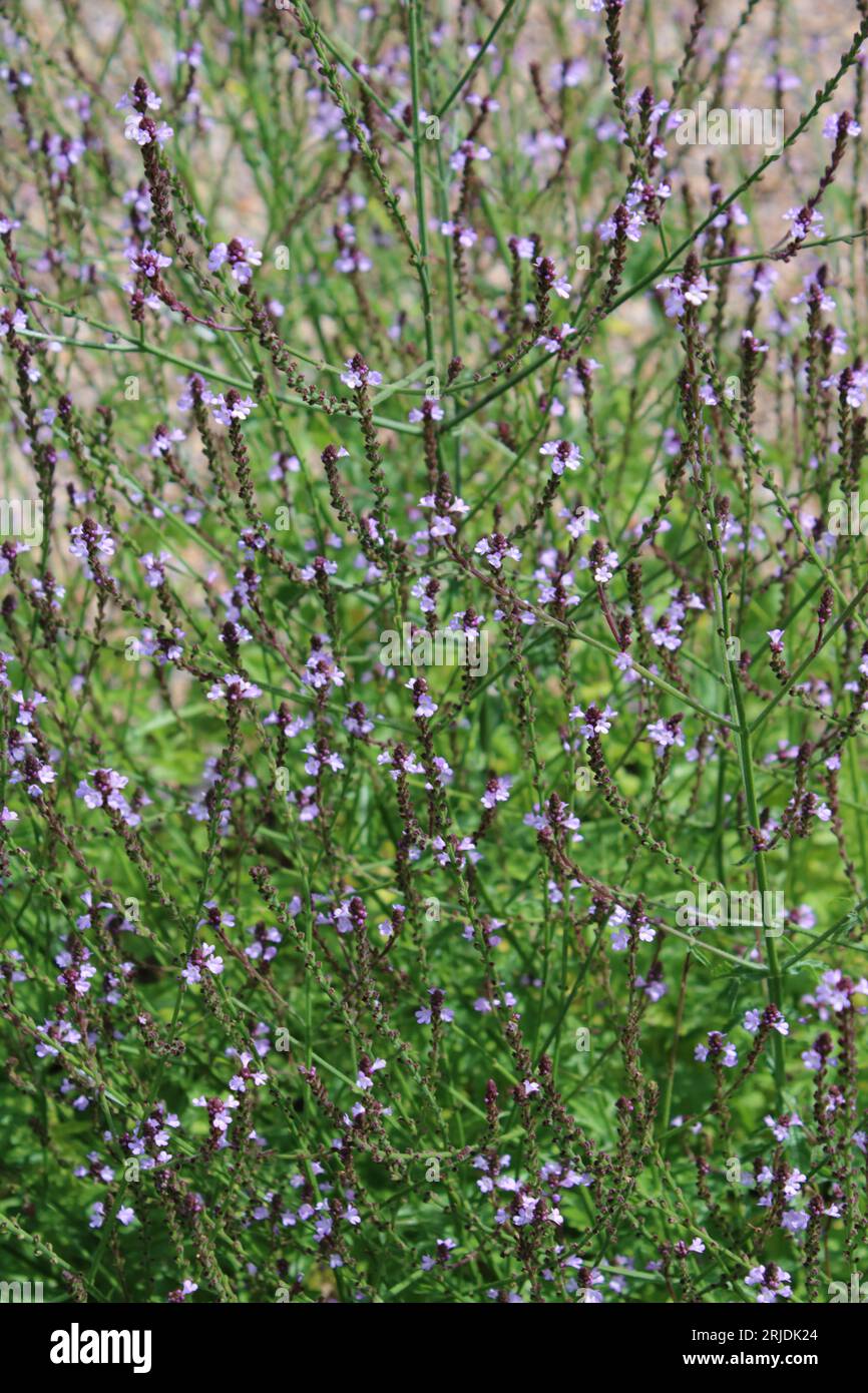 Common Vervain(Verbena officinalis Stock Photo - Alamy