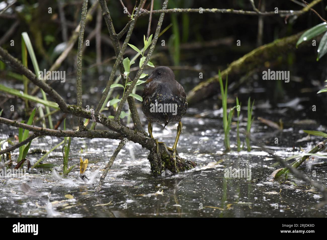Facing Image of a Juvenile Common Moorhen (Gallinula chloropus ...