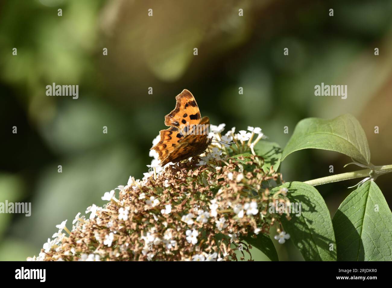 Comma Butterfly (Polygonia c-album) in Right-profile on Top of a White ...