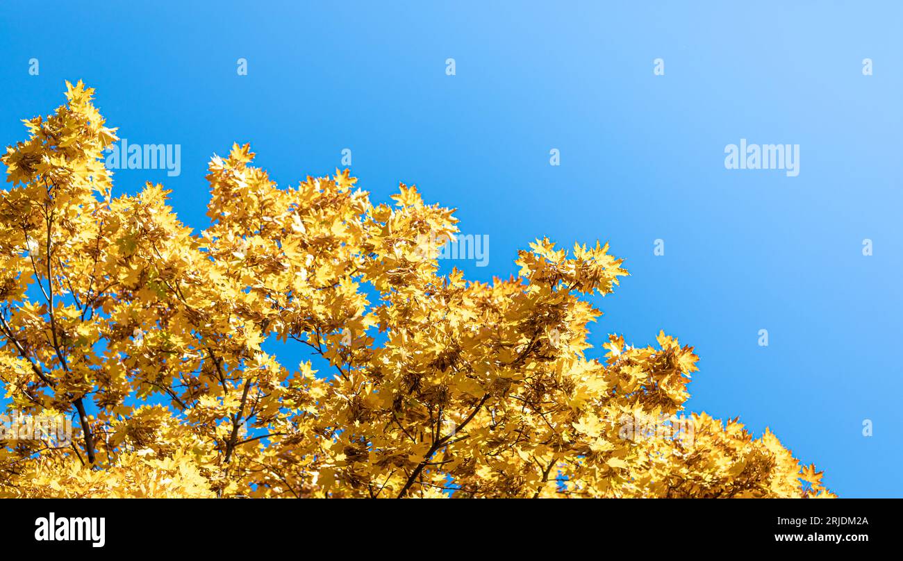 Sunlit maple tree branches with yellow leaves on blue sky background with copy space. Golden ...