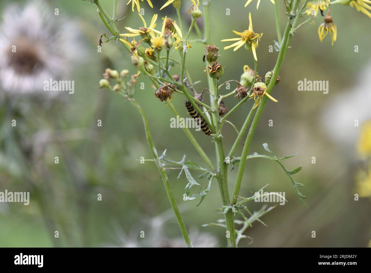 Climbing Stem Examples