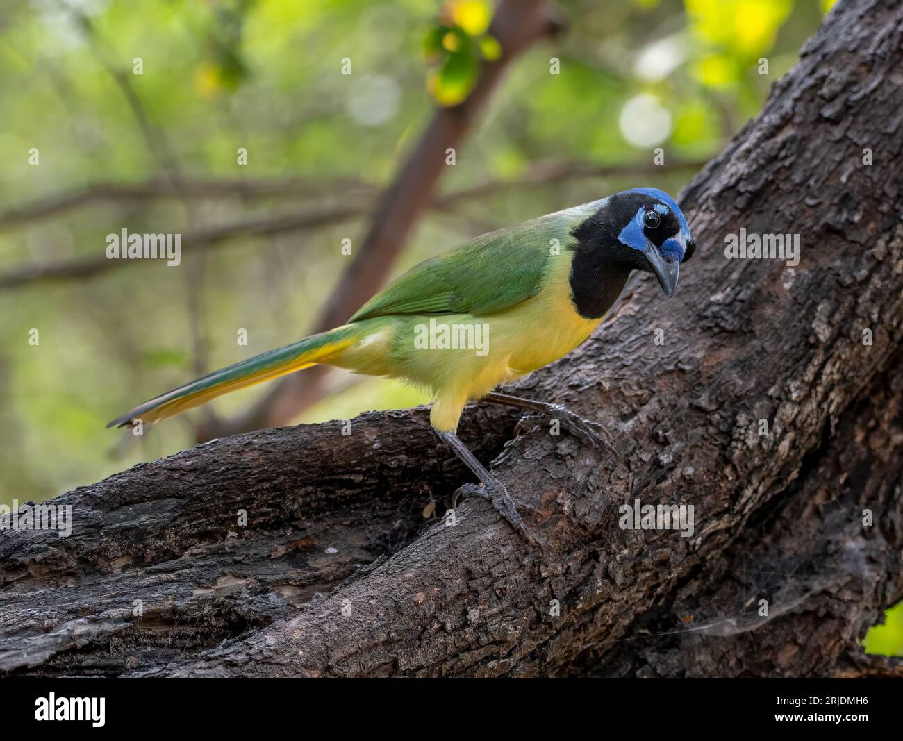 This vibrant colored Green Jay perched on a branch in a thicket near a ...