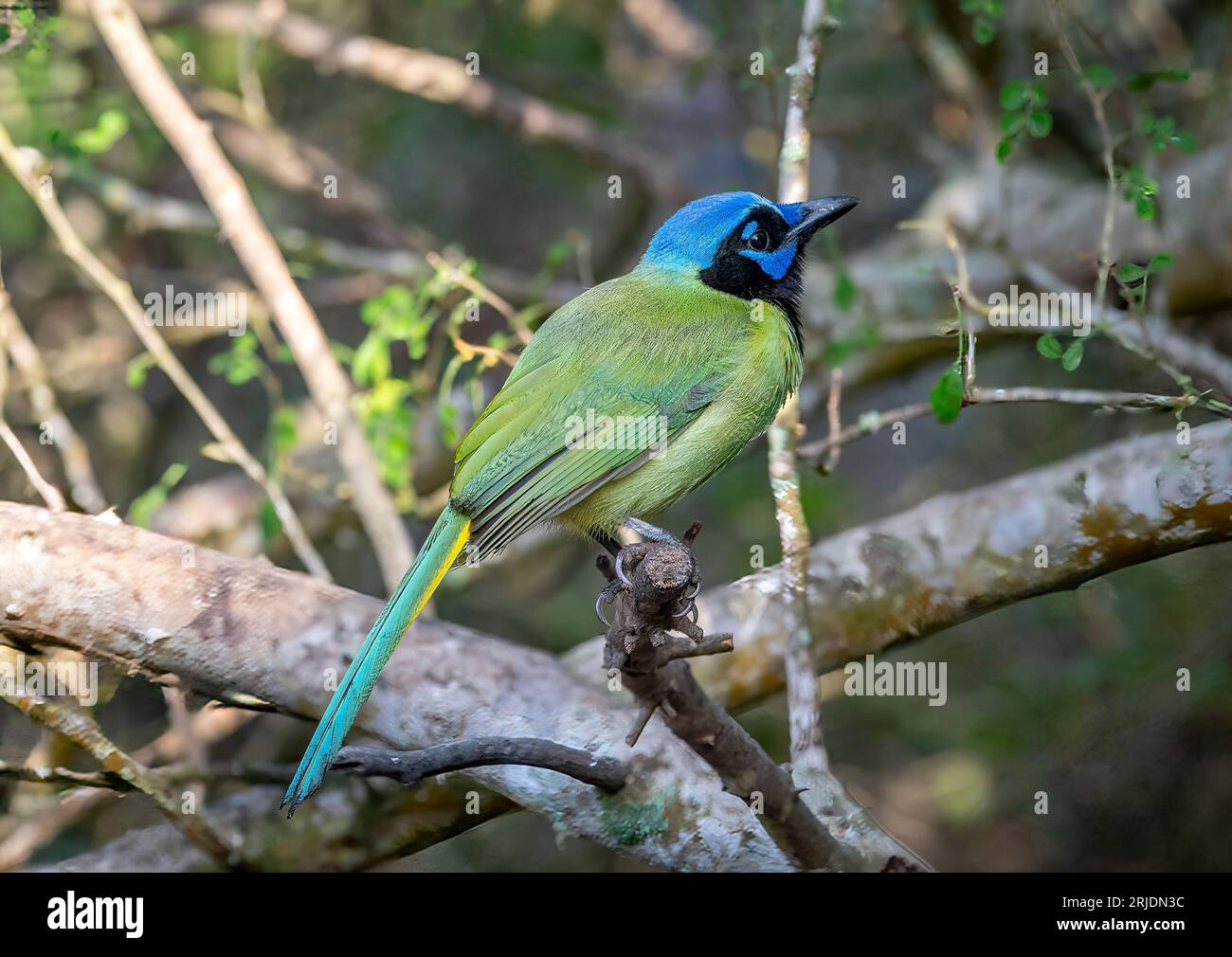 This vibrant colored Green Jay perched on a branch in a thicket near a ...