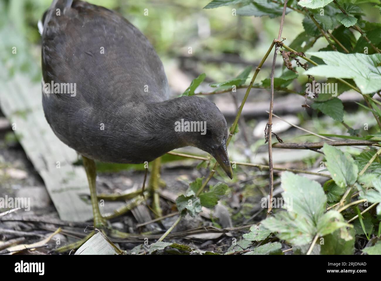 Juvenile common moorhen gallinula chloropus hi-res stock photography ...
