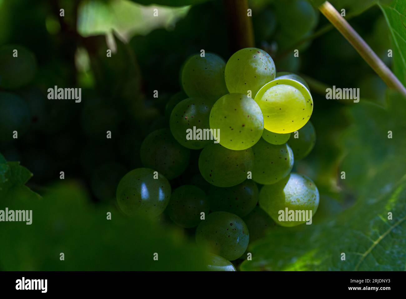 White grapes closeup Stock Photo - Alamy