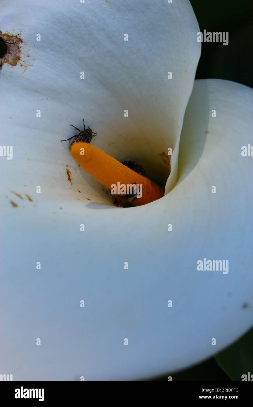 Zantedeschia or white calla lily with insect inside Stock Photo - Alamy