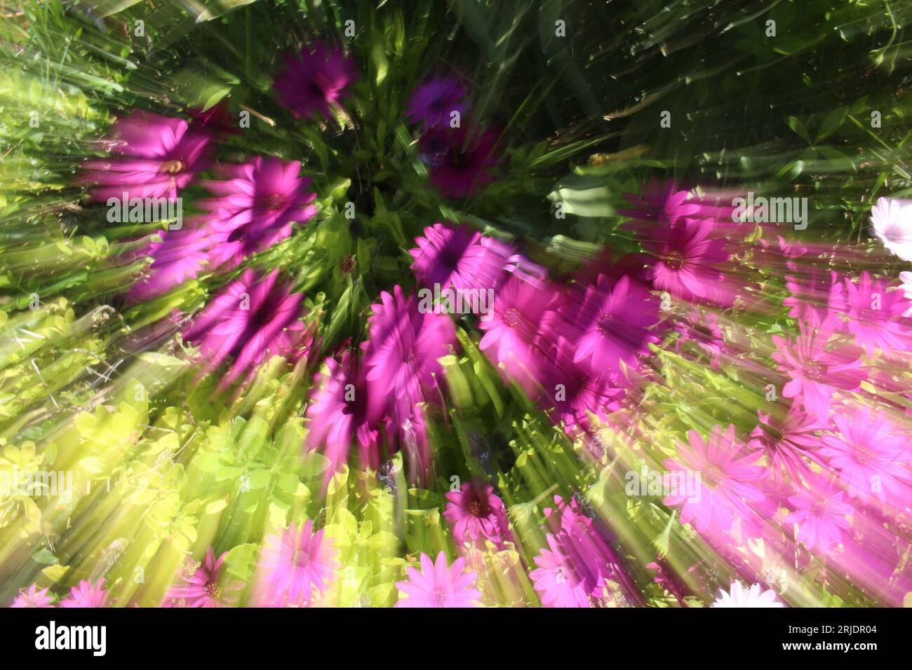 Abstract photography light trails in the daylight pink daisies floral ...