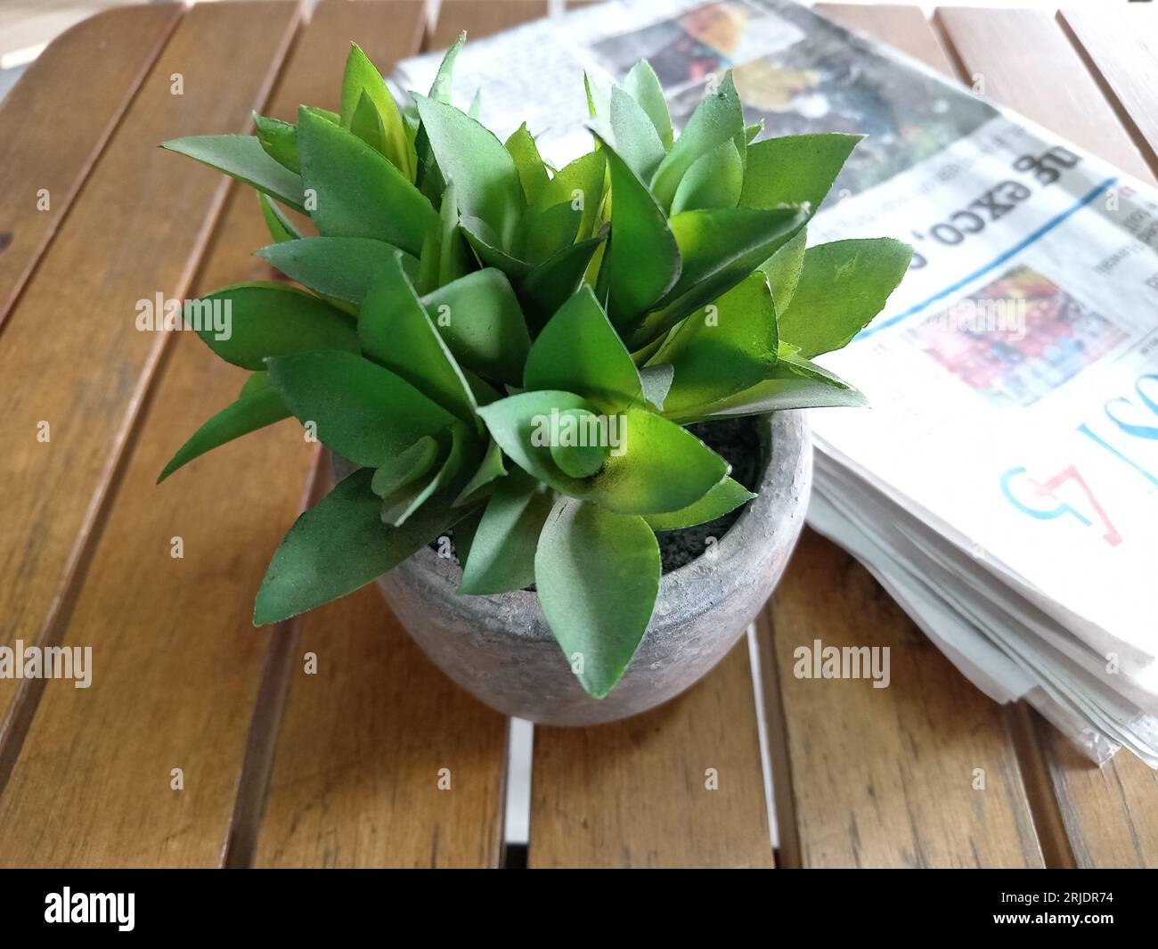 Cute green potted plant hi-res stock photography and images - Alamy