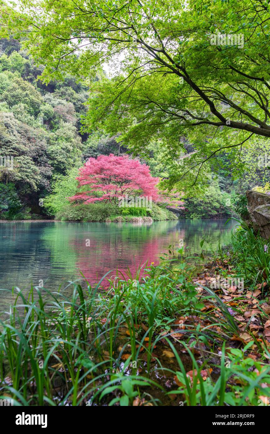 Spring in Hangzhou Stock Photo - Alamy