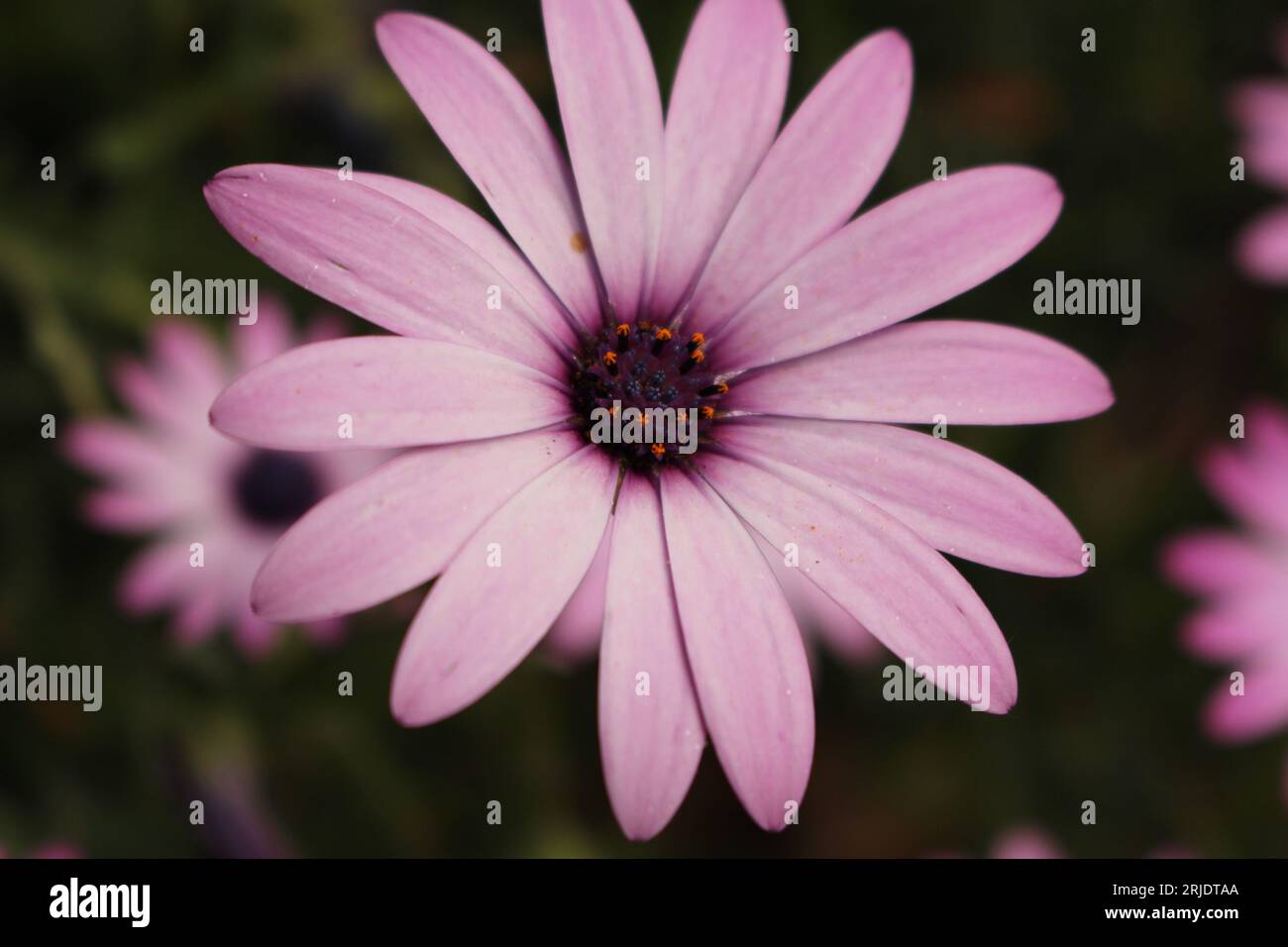 Centered single bloom of a Bright Lights African daisy aka daisybush ...