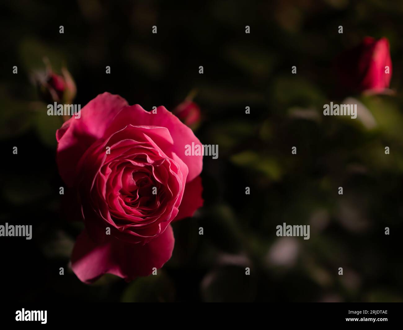 Rose vibes hi-res stock photography and images - Alamy