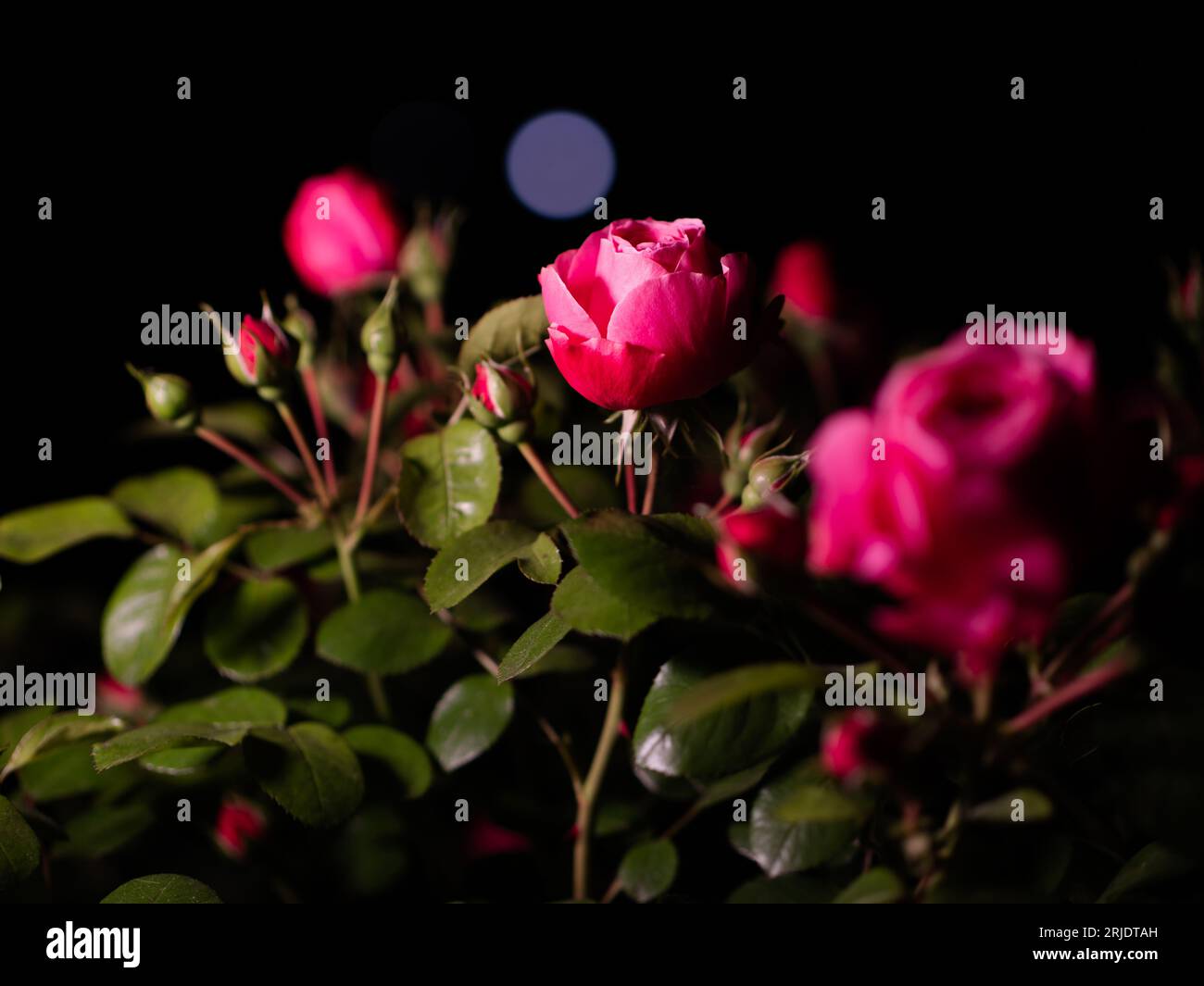 Moon rose hi-res stock photography and images - Alamy