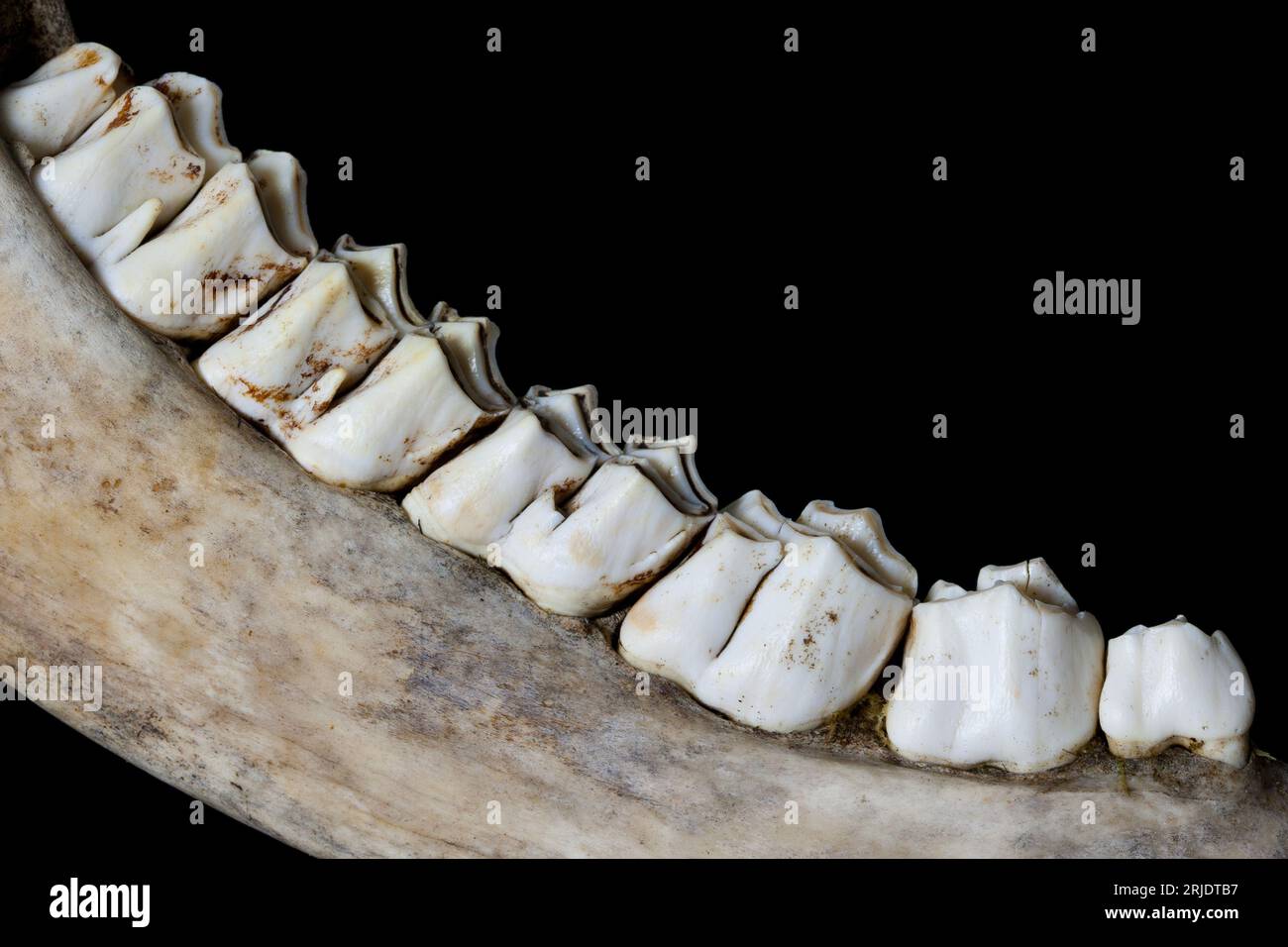 An intimate look at the impressive teeth and lower jaw of a majestic ...
