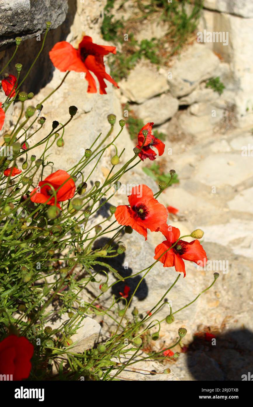 Poppies provence france hi-res stock photography and images - Alamy