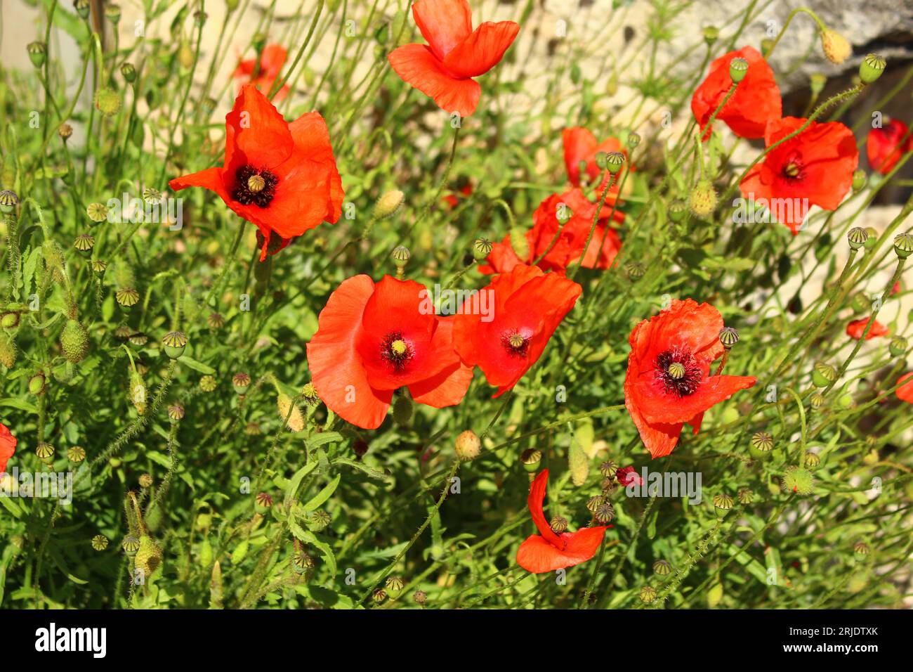 Poppies on stones hi-res stock photography and images - Alamy