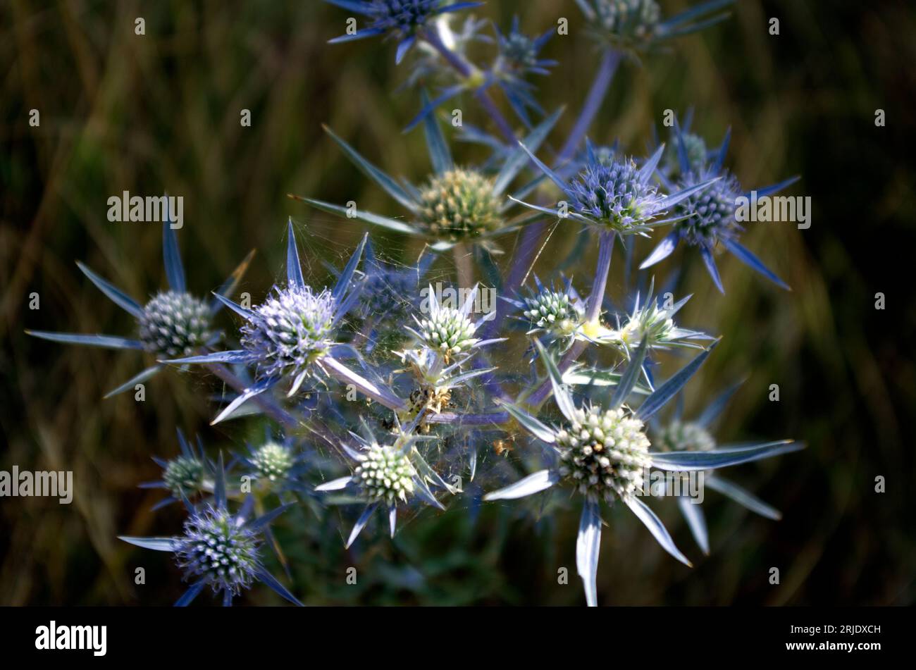 Pianta spinosa hi-res stock photography and images - Alamy